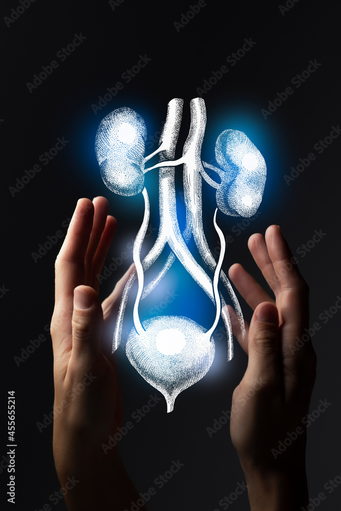 Aesthitic handdrawn illustration of human renal system highlighted blue ...