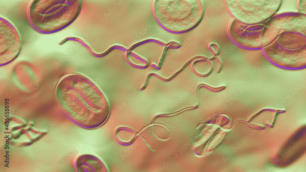 Borrelia bacteria in blood, 3D illustration. The causative agent of ...