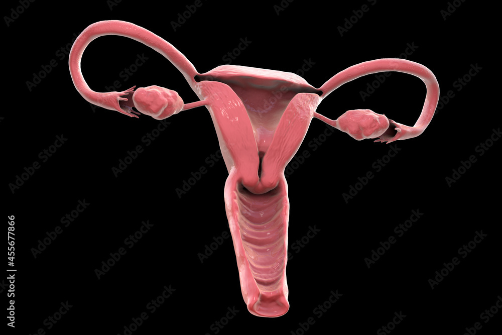 Anatomy of female reproductive system Stock Illustration | Adobe Stock
