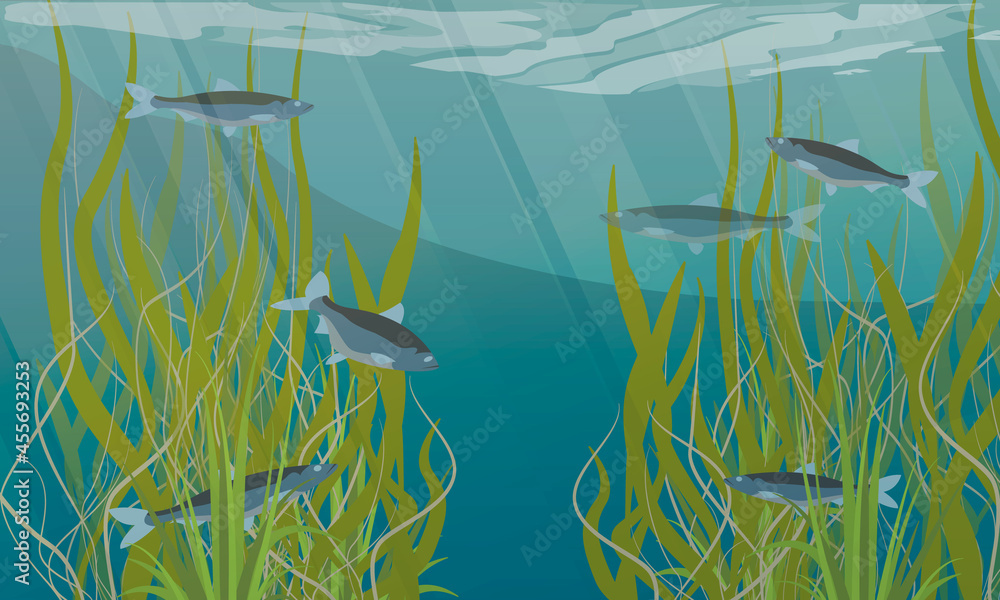 The underwater world of the northern river with fish and algae. River ...