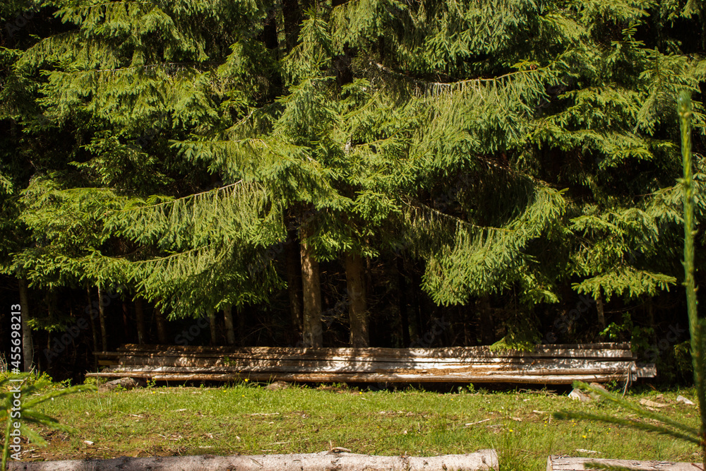 Deforestation. Felled trees on the meadow in the forest in afternoon ...