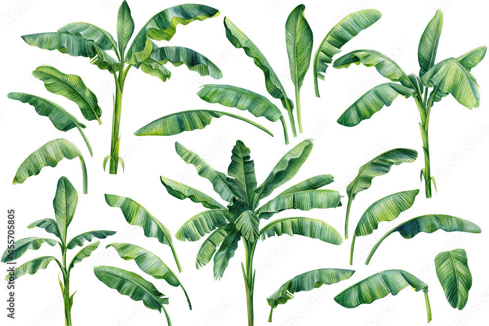 Set os banana palms and palm leaves on isolated white background ...