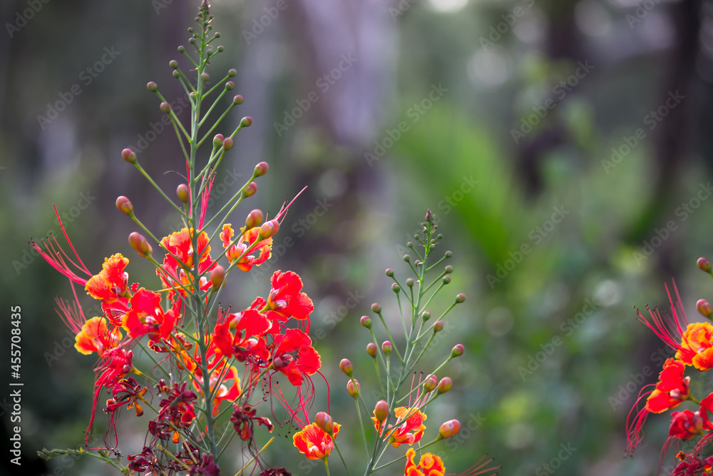 Flam-boyant, The Flame Tree, Royal Poinciana, Delonix regia is a bright ...