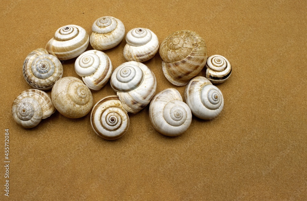 Showing many dried snails, brown background Stock Photo | Adobe Stock