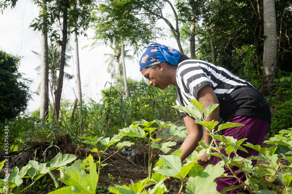 Indigenous mangyan woman working in her Bignayan villavegetable garden ...