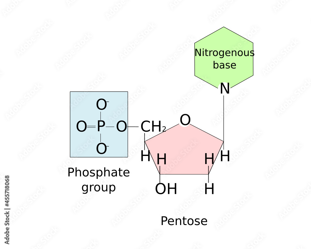 Poster Chemical structure of nucleotide with nitrogenous base, sugar ...
