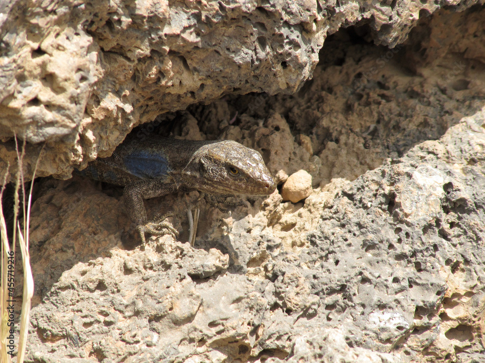 Gallot's lizard, Tenerife lizard, or Western Canaries lizard (Gallotia ...