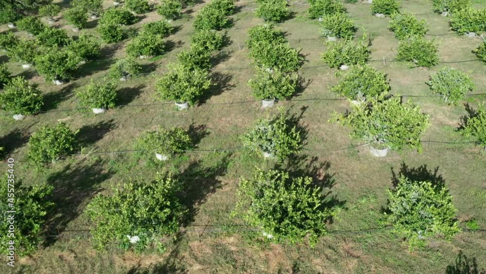 Cultivation row of lime tree growing in plantation Stock ビデオ | Adobe Stock