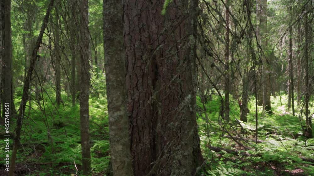 Green forest with lots of coniferous and deciduous trees. In beautiful ...