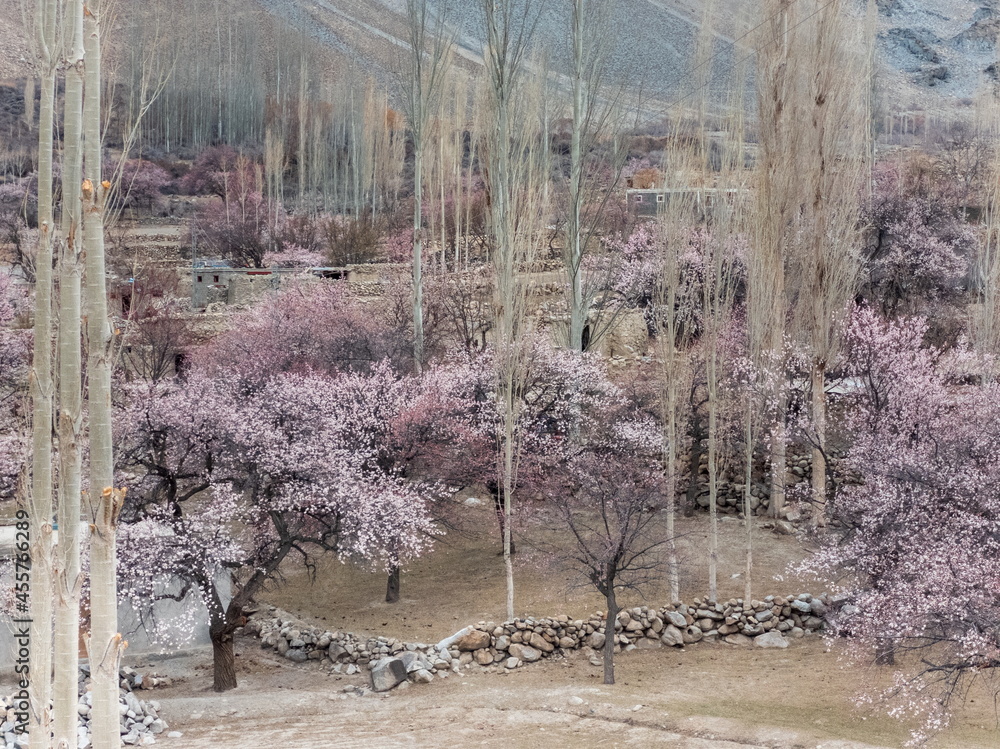 Cherry Blossom in Hunza, Gilgit Baltistan, Pakistan Stock Photo | Adobe ...