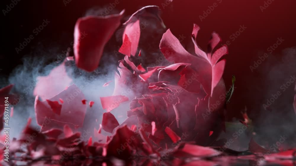 Super slow motion of exploding head of red rose, frozen by liquid ...