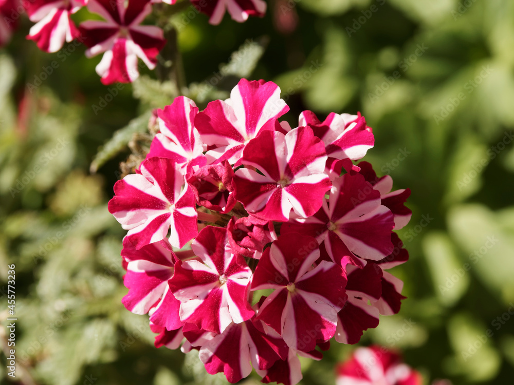 Verveines hybrides ou Verbena X hybrida 'Superbena Coral Star', plante ...