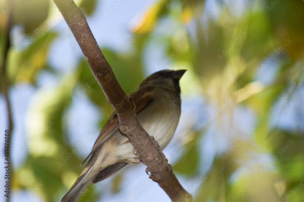 Sparrow Asian Bird On fruit tree outdoors wild life animal common house ...