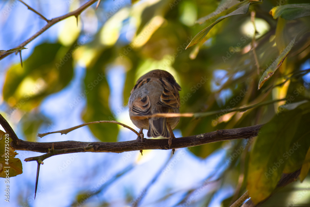 Sparrow Asian Bird On fruit tree outdoors wild life animal common house ...