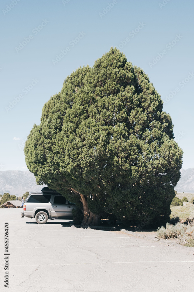 Car under big tree Stock Photo | Adobe Stock