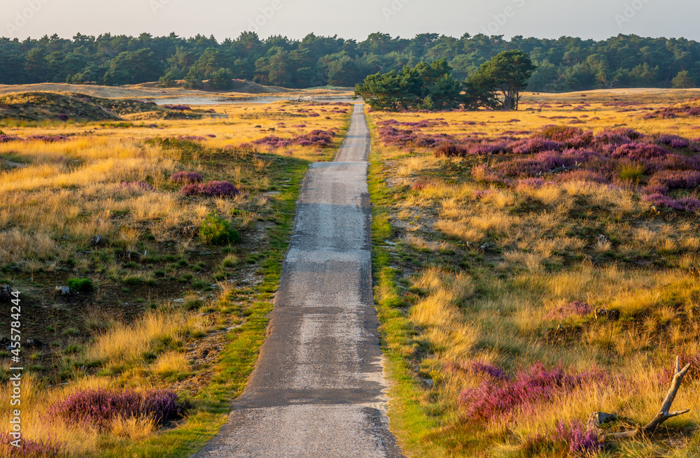 Landscape of dutch national park De Hoge Veluwe with the bike path and ...