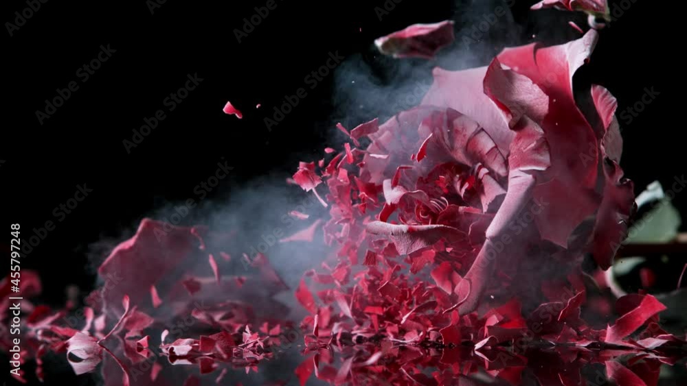 Super slow motion explosion of red rose frozen in liquid nitrogen ...