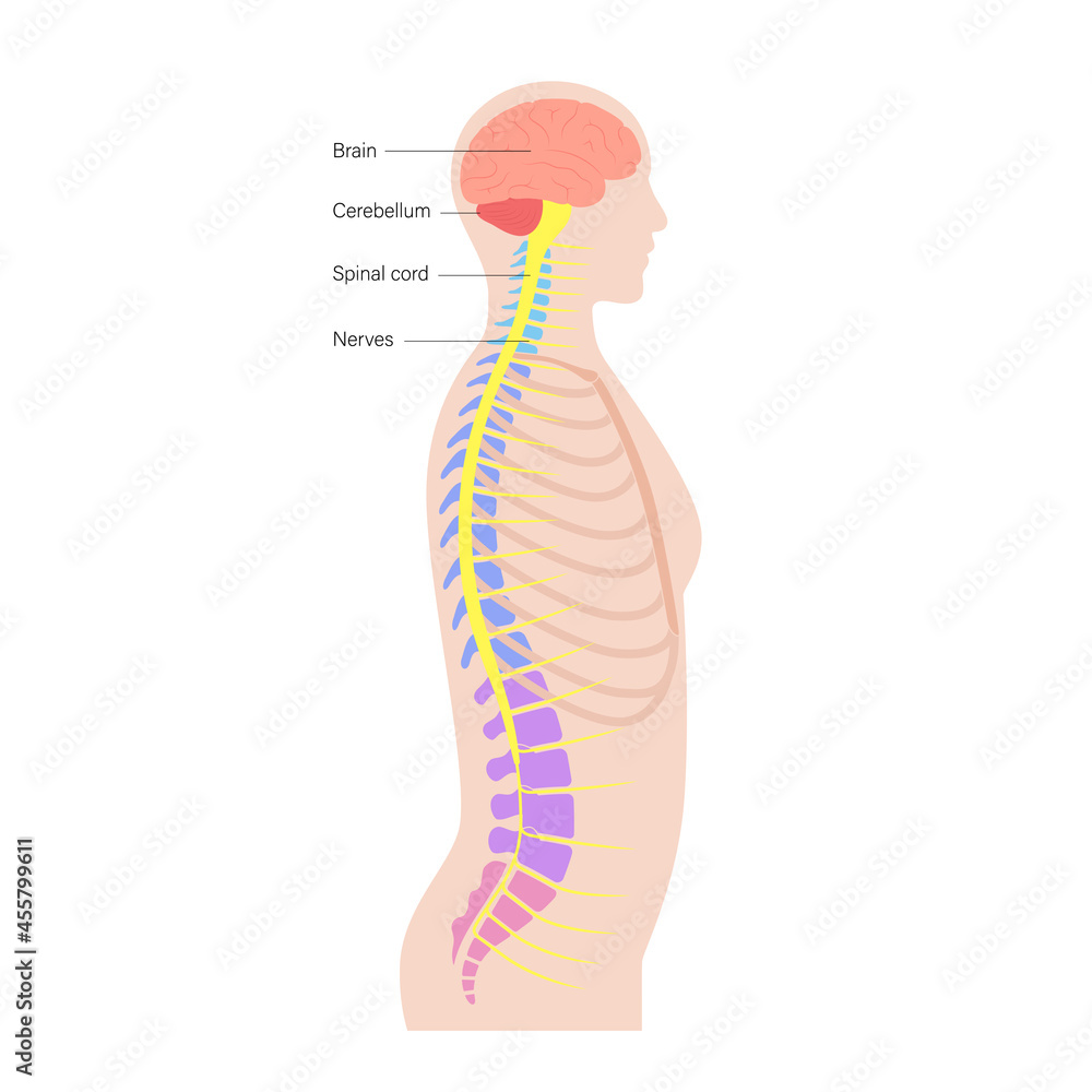 Spinal cord anatomy Stock Vector | Adobe Stock