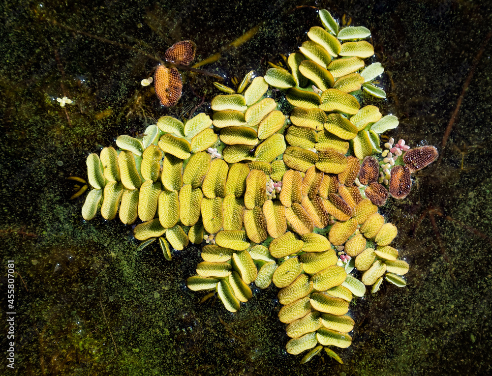 Floating aquatic fern Salvinia natans known as floating watermoss ...