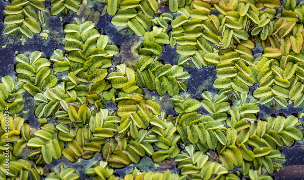 Floating aquatic fern Salvinia natans known as floating watermoss ...
