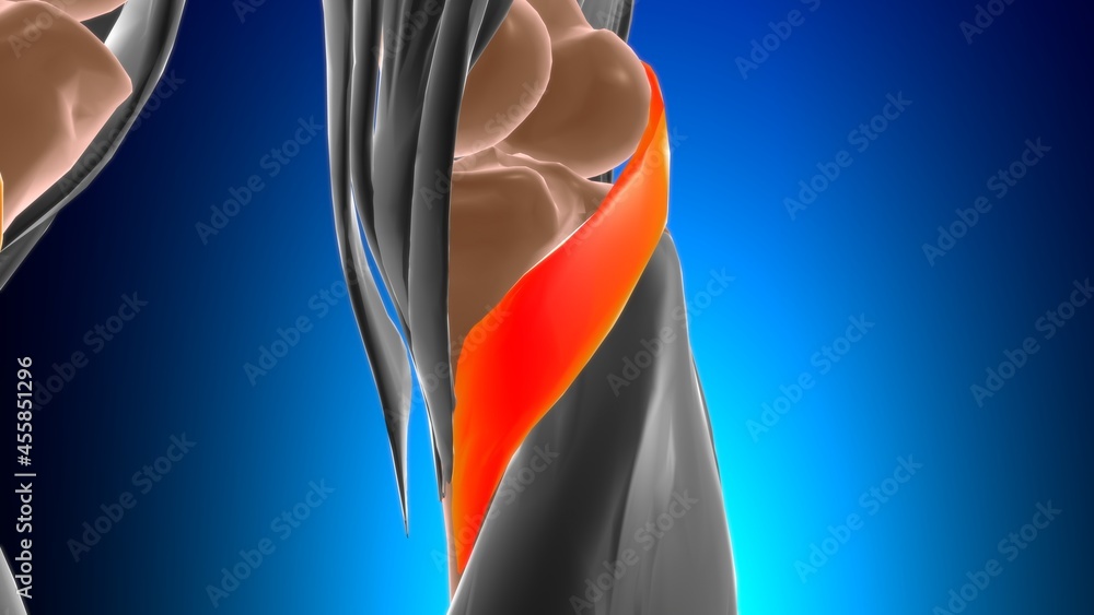 Popliteus Muscle Anatomy For Medical Concept 3D Stock Illustration ...