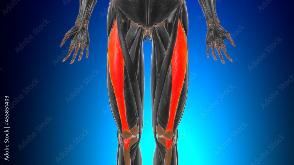 Rectus femoris muscle Anatomy For Medical Concept 3D Stock Illustration ...