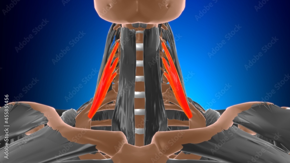 Scalenus anterior Muscle Anatomy For Medical Concept 3D Stock ...