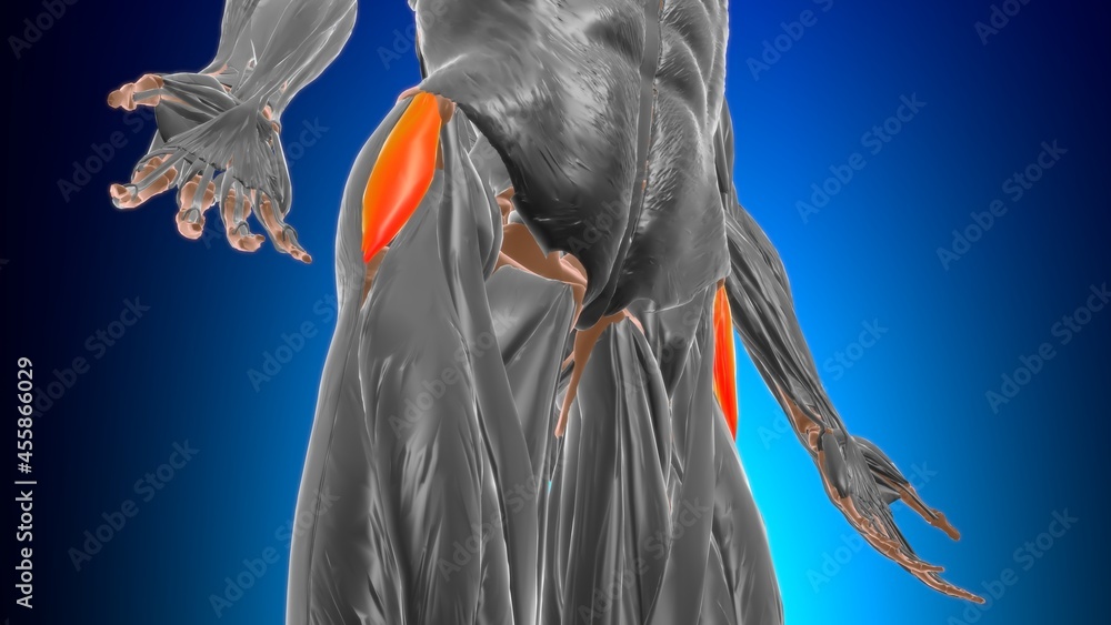 Tensor fasciae latae Muscle Anatomy For Medical Concept 3D Stock ...