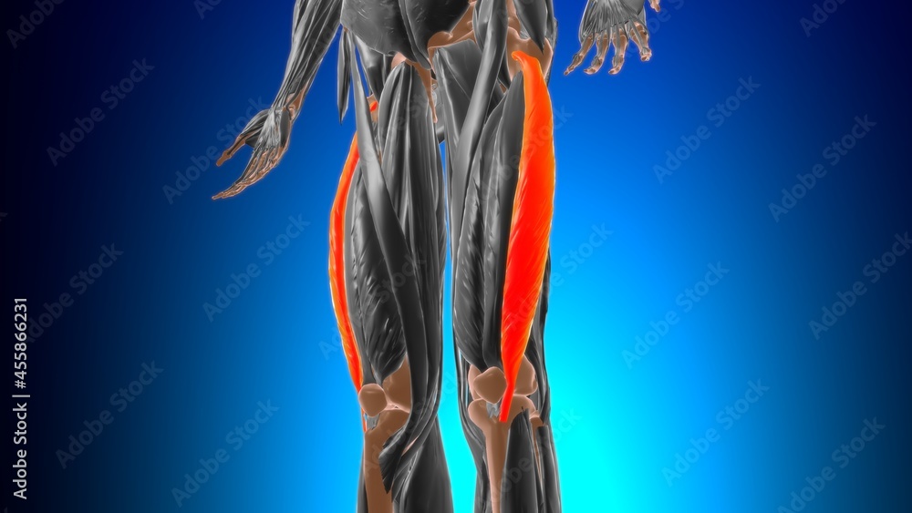 Vastus lateralis Muscle Anatomy For Medical Concept 3D Stock ...