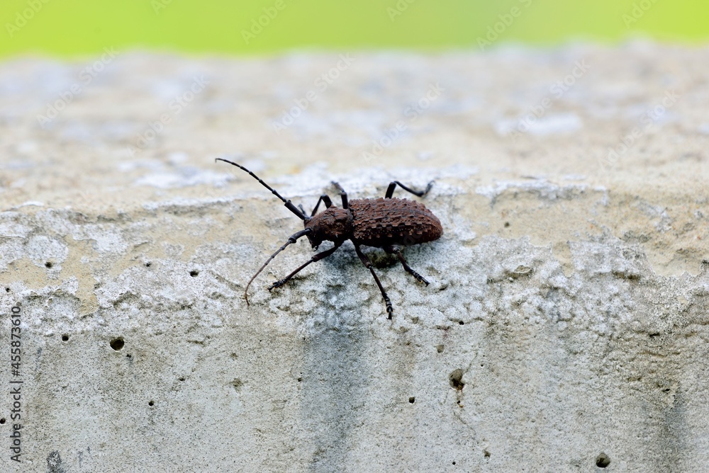 Taiwan tumor longhorned beetle (Aethalodes verrucosus formosanus) Stock ...