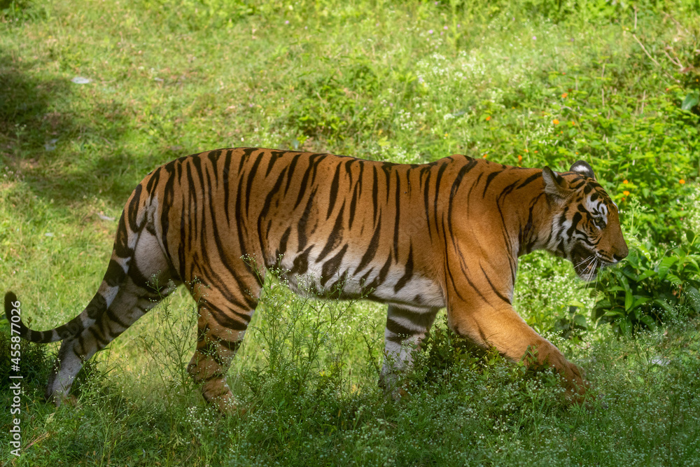 Bengal tiger, also known as the Royal Bengal tiger, is a tiger from a ...