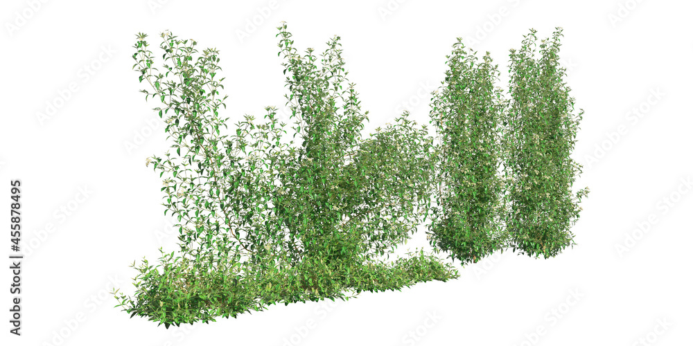 Climbing plants creepers isolated on white background 3d illustration ...