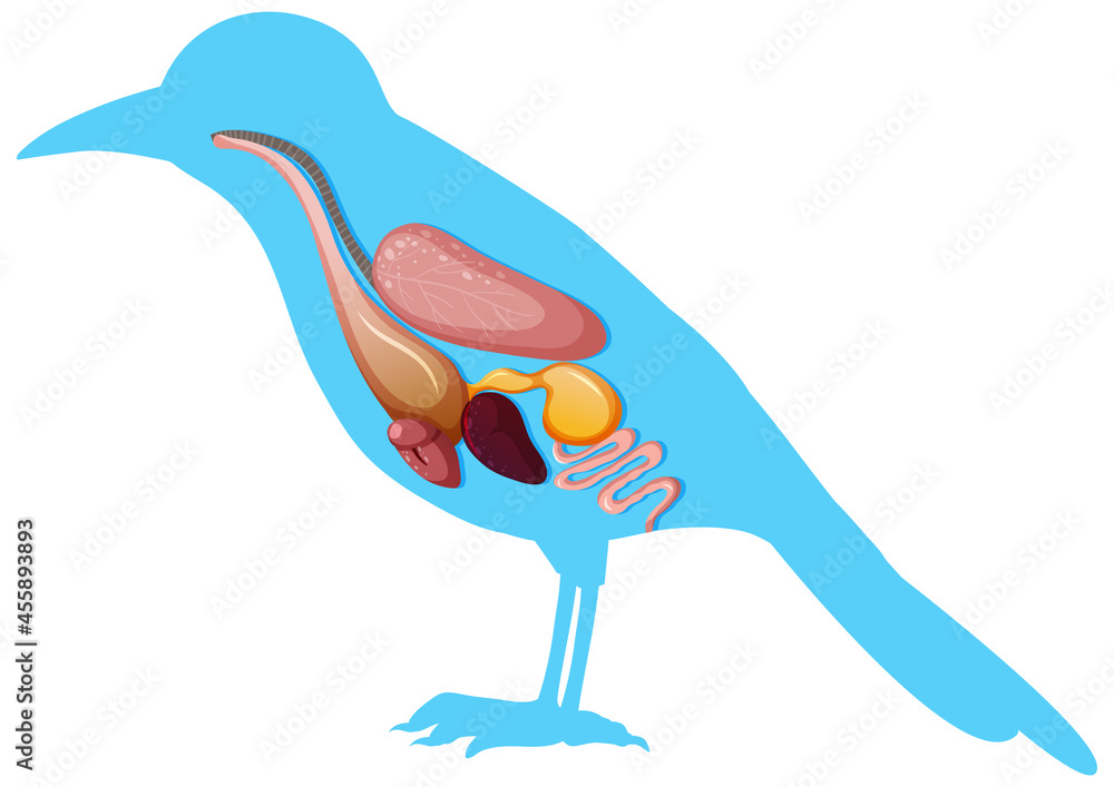 Internal anatomy of bird with organs Stock Vector | Adobe Stock