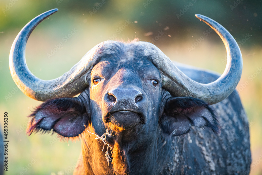Cape Buffalo Bull Stock Photo | Adobe Stock