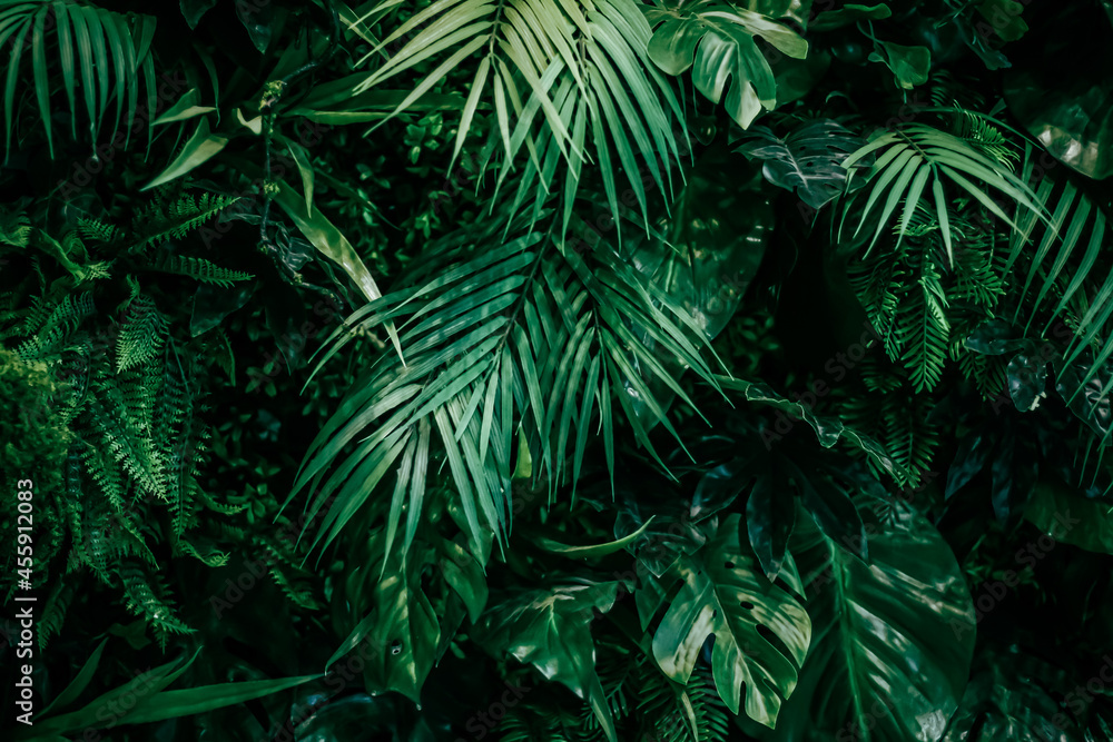 Tropical leaves as nature and environmental background, botanical ...