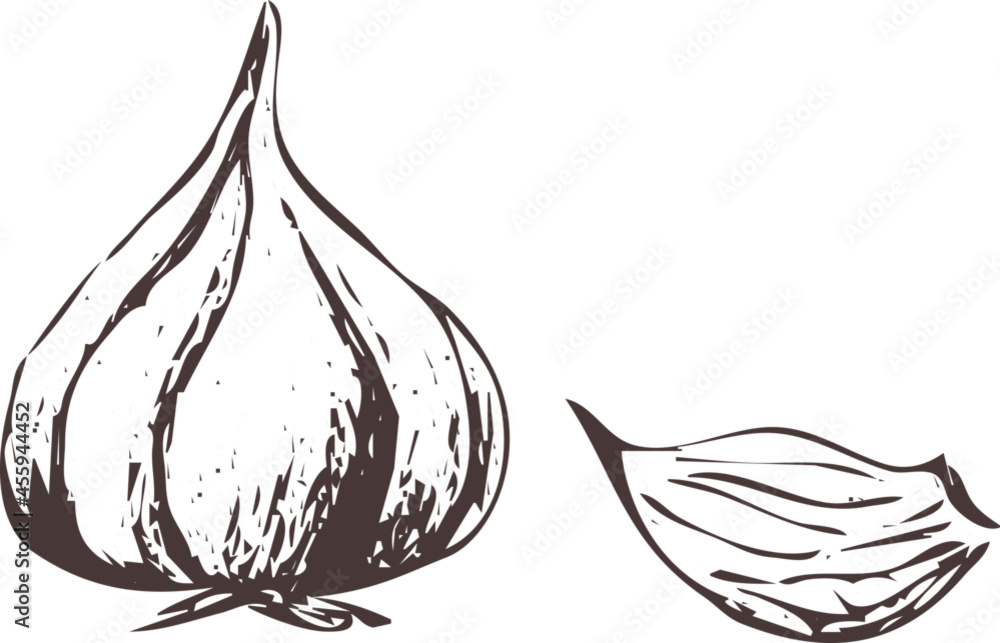 Hand drawn outline abstract vector image. Garlic silhouette isolated on ...