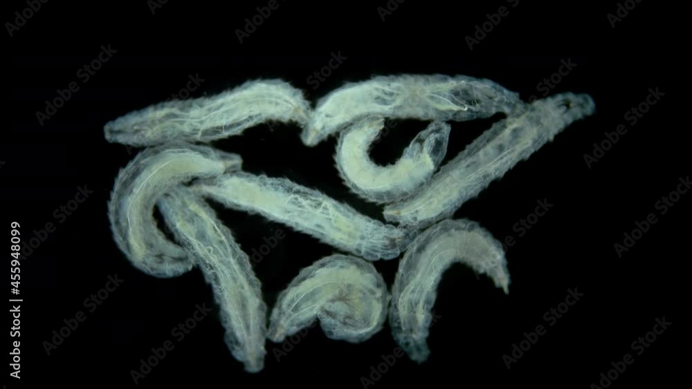 Stockvideo worm-like larvae of a fly midge insect of the order Diptera ...