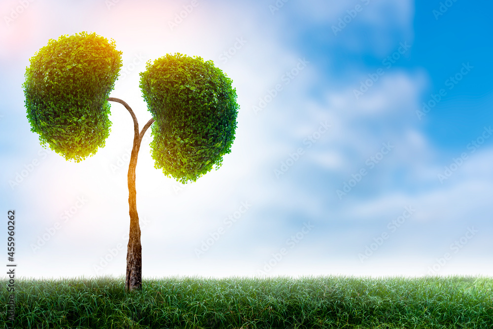 Trees (kidneys), 3D environmental and medical concepts Stock Photo ...