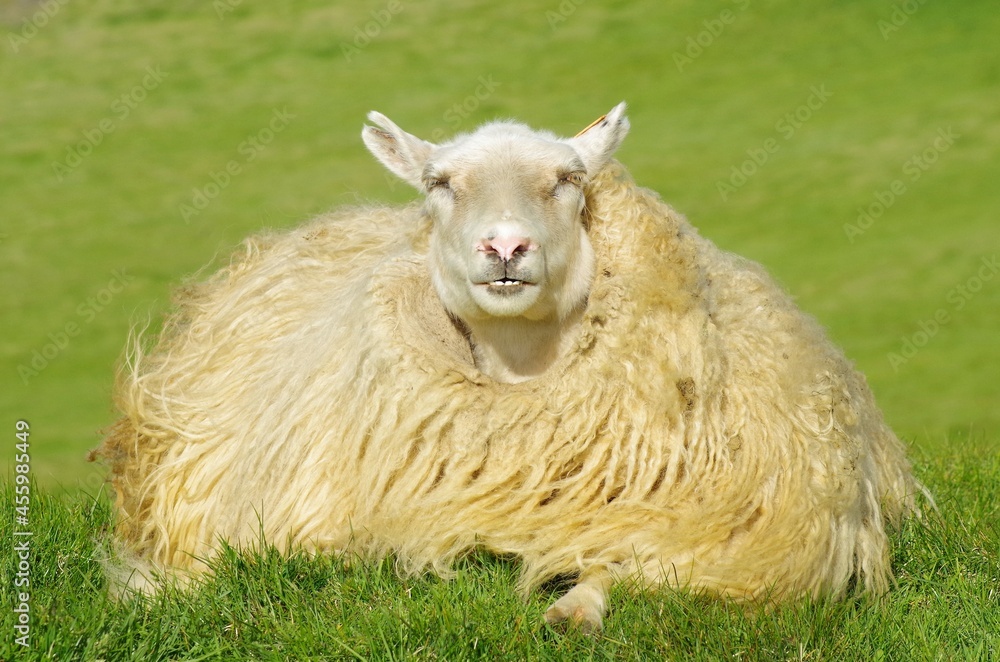 Rugged Icelandic sheep on a beautiful but windy day. White sheep on ...