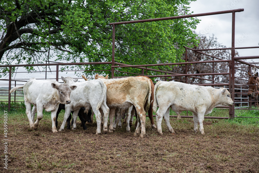 Cattle round up and calf branding in Oklahoma. cows with calves. Stock ...