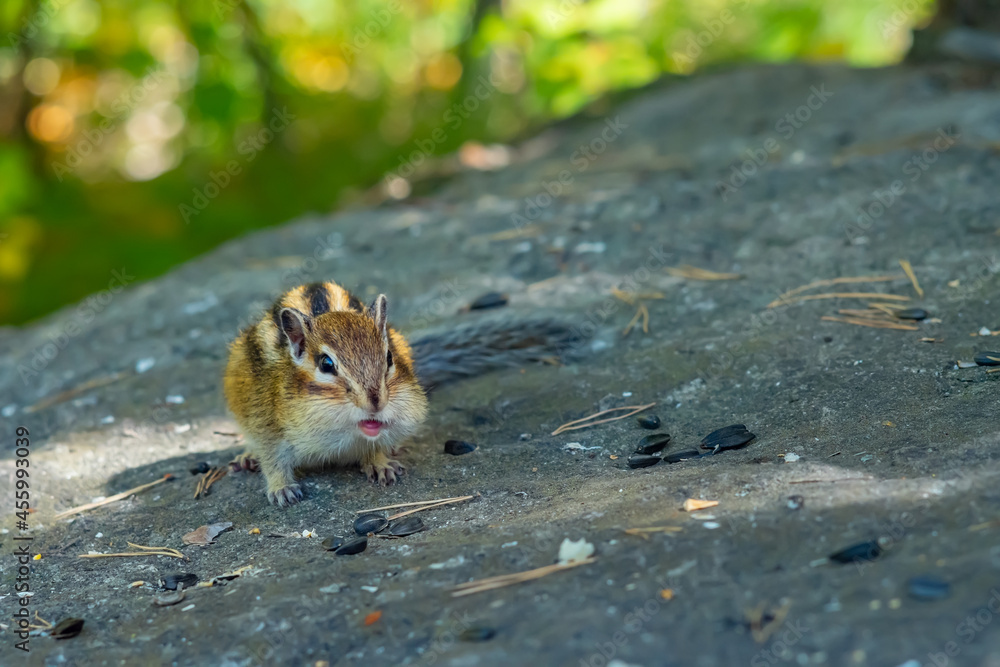 a small fluffy Siberian striped chipmunk is sitting on a rock in the forest with its mouth ...