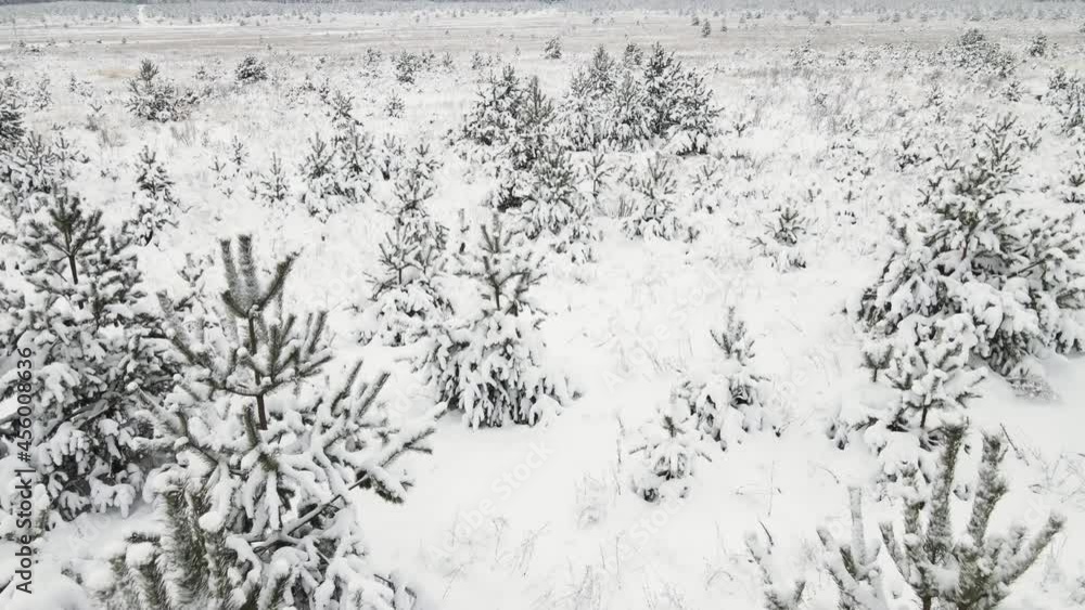 Christmas trees in the field are fabulously covered with snow, aerial ...