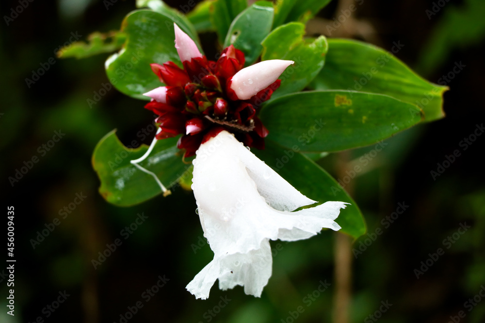 Flower of crepe ginger or Cheilocostus speciosus, medicinal plant Stock ...