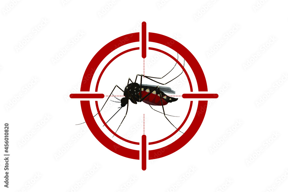 Isolated mosquito white background. Realistic dengue mosquito in vector ... Isolated mosquito white background. Realistic dengue mosquito in vector ...