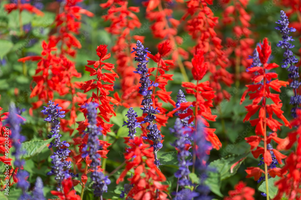 Salvia splendens in a garden bed Stock Photo | Adobe Stock