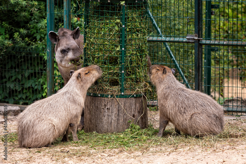 Capybara (Hydrochoerus hydrochaeris) and lowland tapir (Tapirus ...