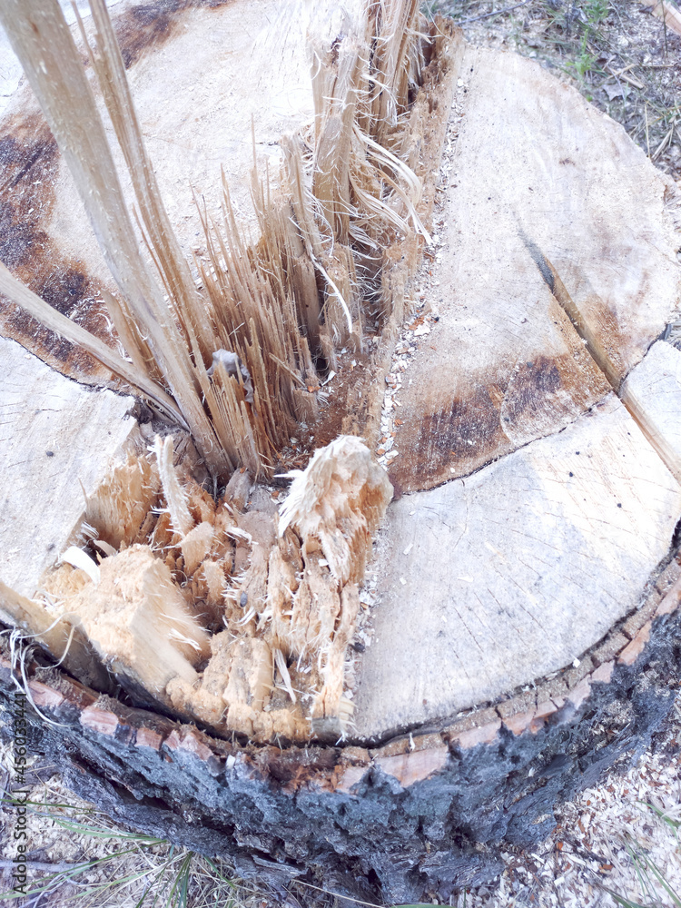 Cross-section of the trunk of a tree that has been cut down and has ...