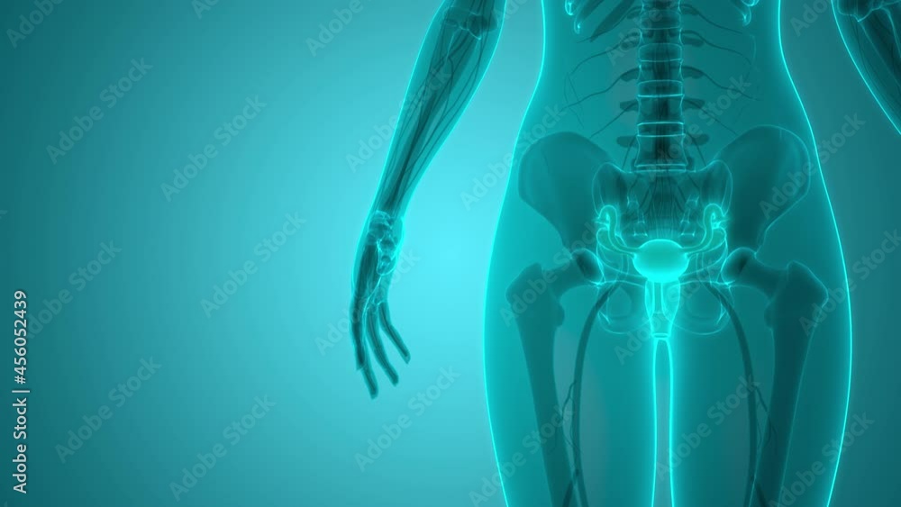 Female Reproductive System Anatomy Animation Concept Stock Video ...