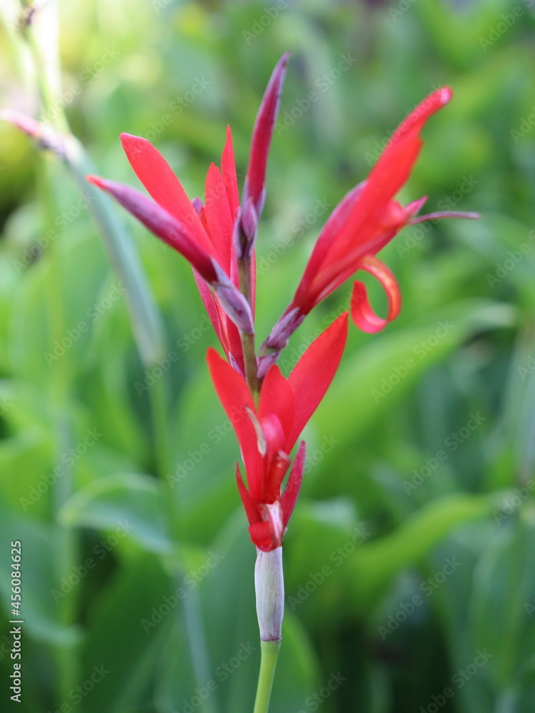 CAÑA DE LAS INDIAS (CANNA INDICA). DETALLE DE LA FLOR DE COLOR ROJO ...