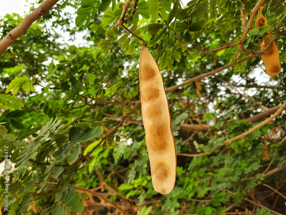 Albizia lebbeck sirsa tree in the forest. Stock Photo | Adobe Stock